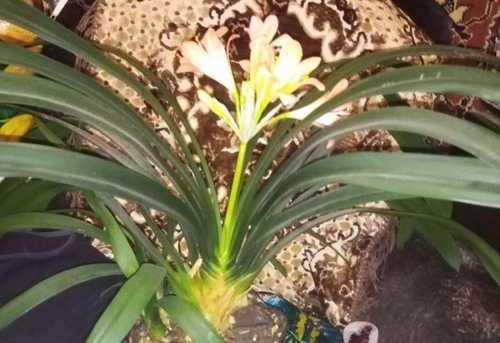 Комнатные цветы амарилиус