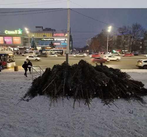 Макушки пихты