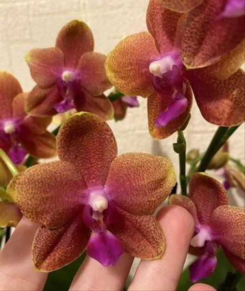Орхидея фаленопсис Бронзовый будда (арома)