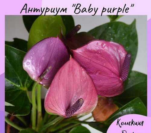 Антуриум Baby purple