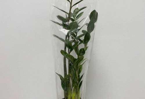 Горшечное растение Замиокулькас zamiifolia D14