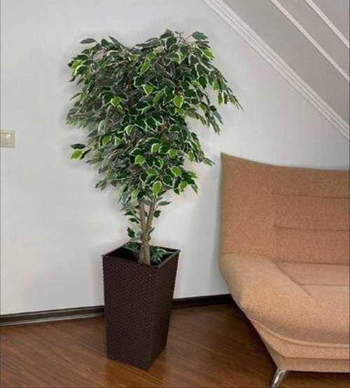 Оригинальное растение пальма в квартиру офис