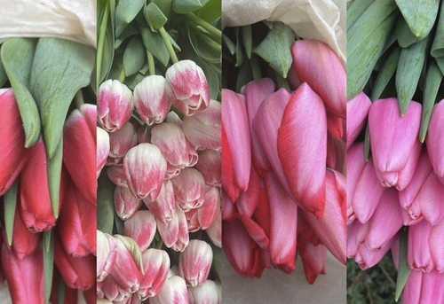 Тюльпаны (розница) 8 марта