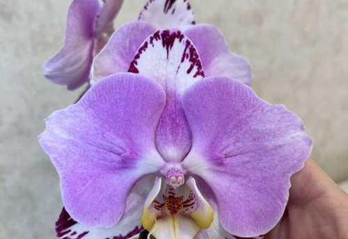 Орхидея бабочка Арт Нуво