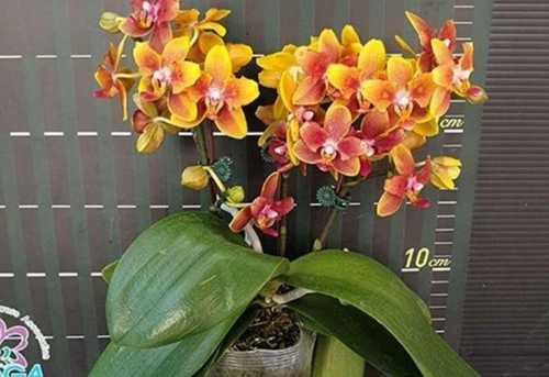 Орхидея фаленопсис J-Hsin Claude
