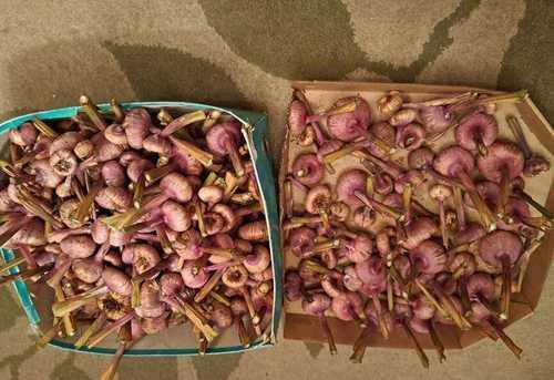 Гладиолусы розовые луковицы, шт