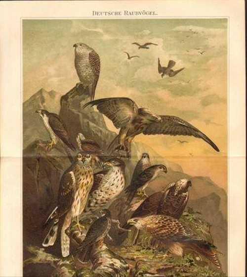 Литография. Хищные птицы. XIX век. Германия