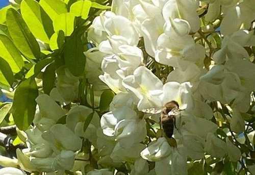 Белая акация, Robinia pseudoacacia, акация душиста