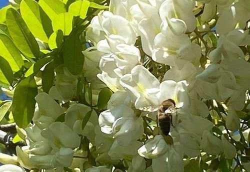 Белая акация, Robinia pseudoacacia, акация душиста