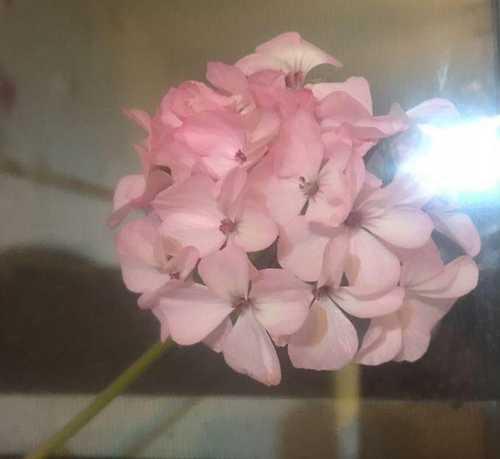 Пеларгония герань нежно розовая