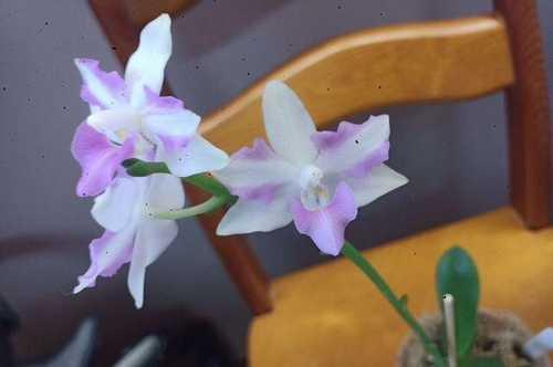 Орхидея фаленопсис Пульчерима ред
