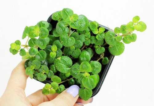 Пилея монетнолистная - Pilea nummulariifolia