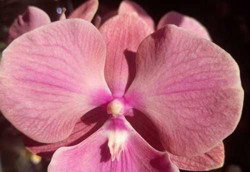 Орхидея фаленопсис биг лип rose