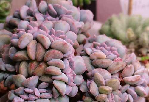 Эхеверия Cubic Frost cristata