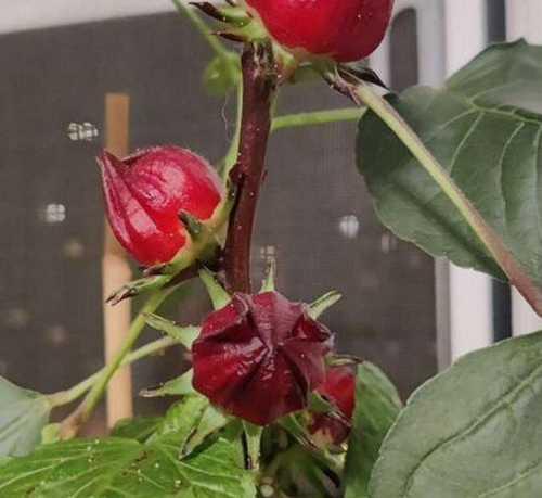 Семена суданской розы (гибискус)