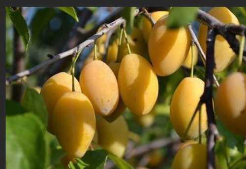 Саженцы желтой сливы и абрикосы