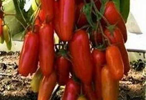 Семена томатов Жигало
