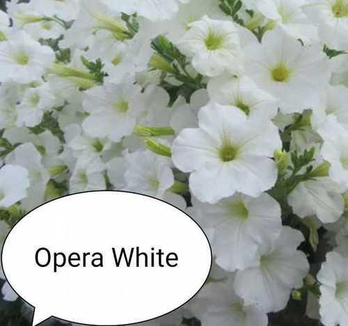 Opera White