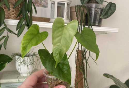 Комнатные растения, Антуриум балаоанум