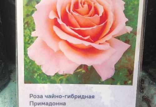 Продаю розы