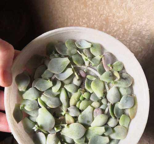 Листики суккулентов