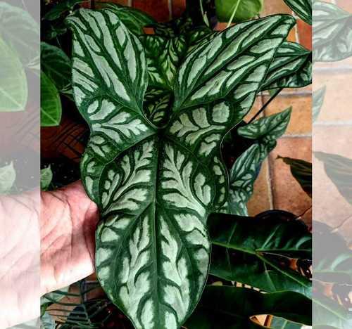 Cercestis Mirabilis (Ректофилум)