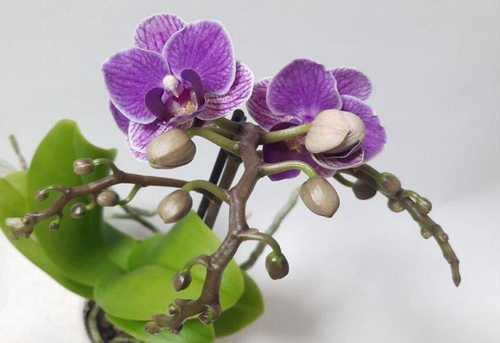 Орхидея Виолет квин