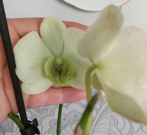 Орхидея фаленопсис отцветает (лимонная)