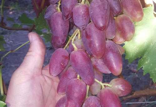 Черенки (чубуки) винограда