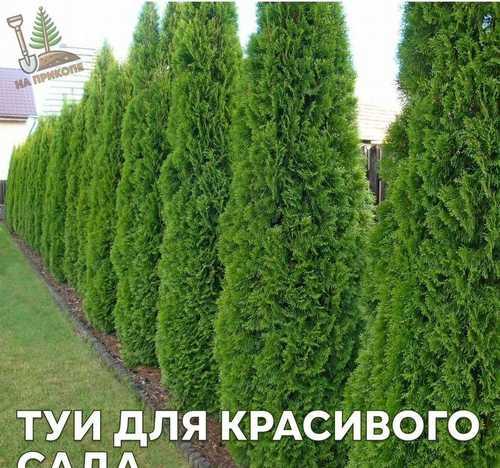 Туя колумна 1,5 м