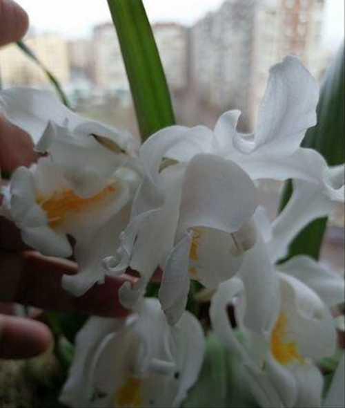 Орхидеи и другие комнатные цветы