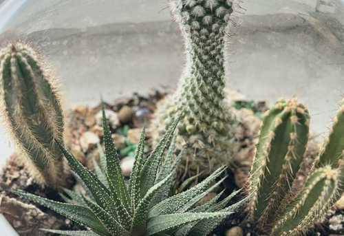 Флорариум с многолетними кактусами