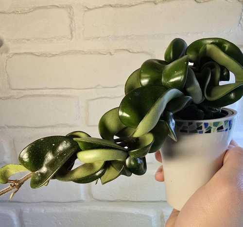Хойя компакта (hoya compacta)
