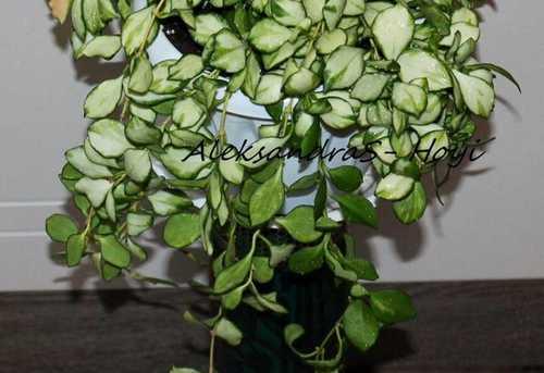 Хойя heuschkeliana variegata