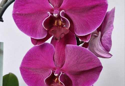 Орхидея на каскаде