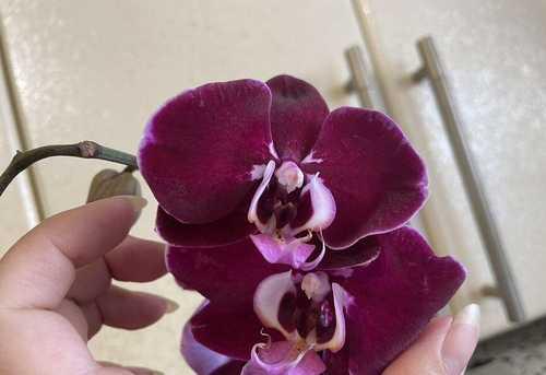 Нецветущая бархатная орхидея фаленопсис