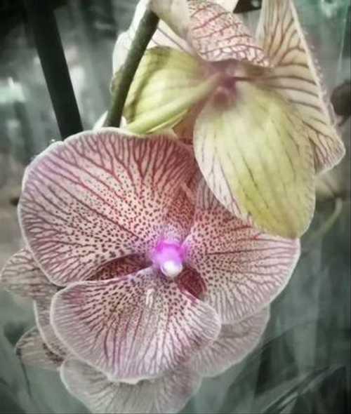 Фаленопсис Калейдоскоп биг лип орхидея О684