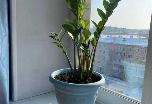 Комнатное растение Замиокулькас-долларовое дерево