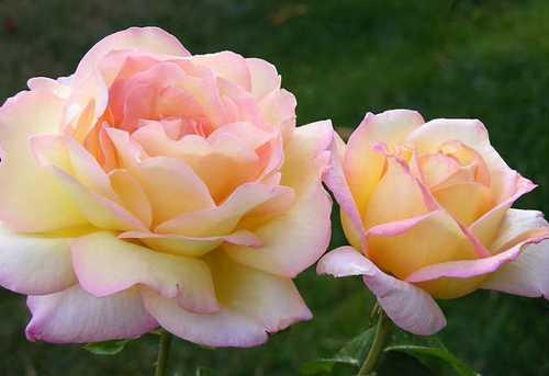 Саженцы красивых роз "глория дэй" оптом