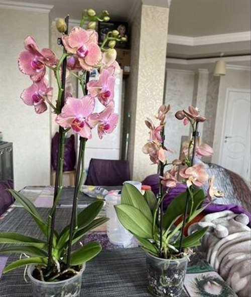 Орхидея фаленопсис (Пират Пикоти и Монако)