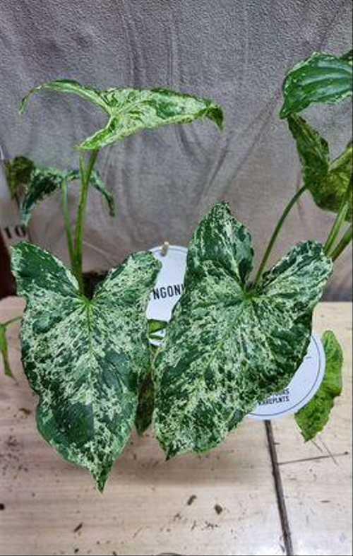 Сингониум Моттлед Арроухед Mottled Arrowhead 12/40