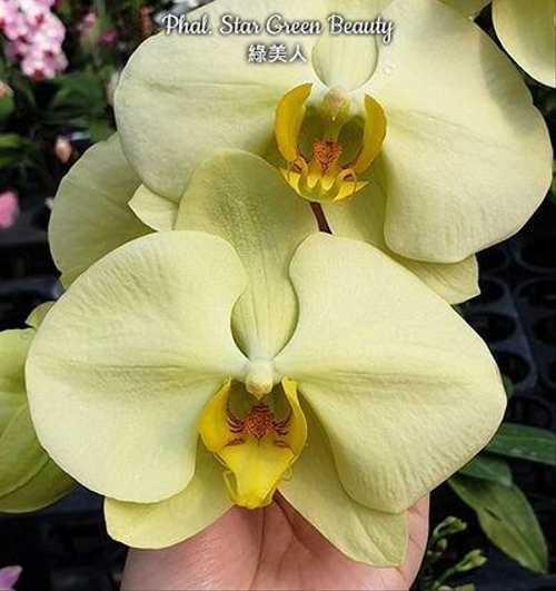 Орхидея Phal. Star Green Beauty