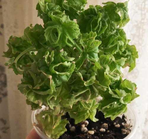 Душистая пеларгония p.graveolens cv Bontrosai