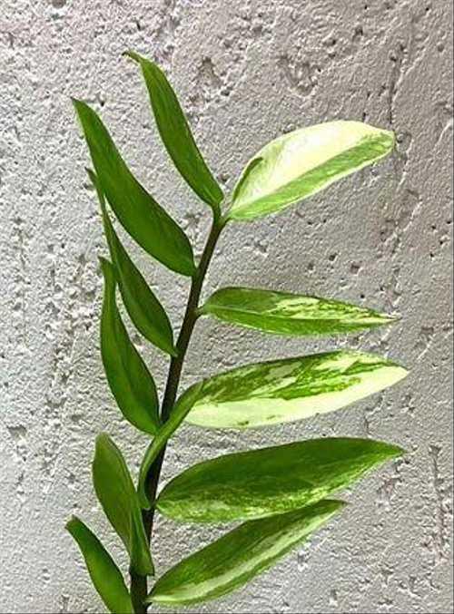 Замиокулькас вариегатный сорт Short leaf