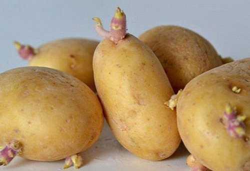 Семенной картофель домашний сорт лимонка с ростка