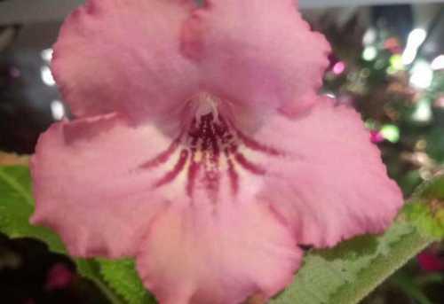 Стрептокарпус филодендрон комнатные цветы