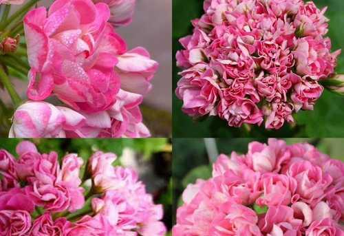 Пеларгония розебудная australien pink rosebud