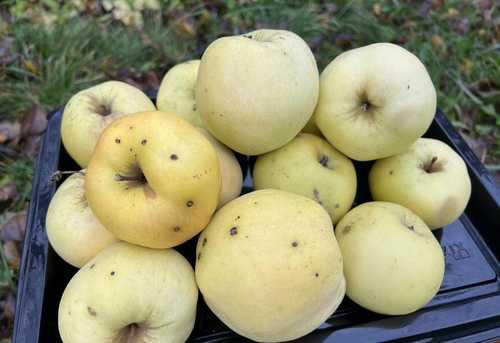 Яблоки домашние сорт «Антоновка»