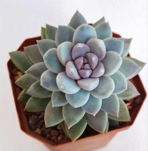 Седеверия Sedeveria lilac mist