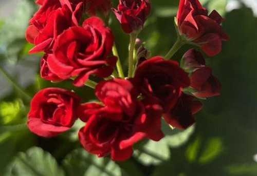 Red Rambler” Розебудная зональная пеларгония